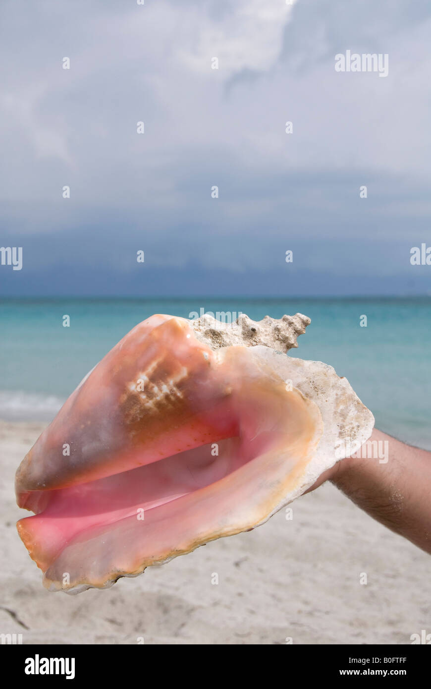 Hand shell hi-res stock photography and images - Alamy