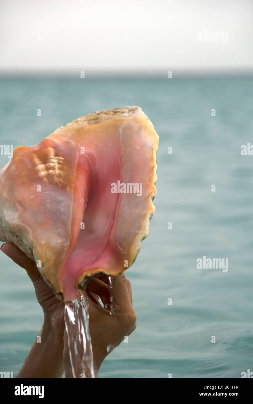 Large seashell hi-res stock photography and images - Alamy