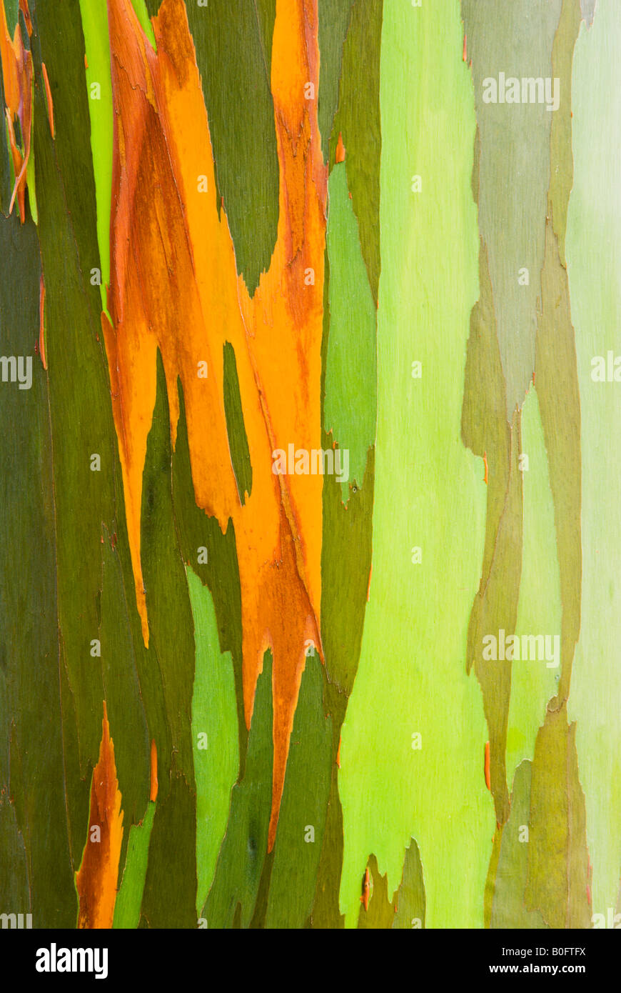 Deglupta High Resolution Stock Photography and Images - Alamy