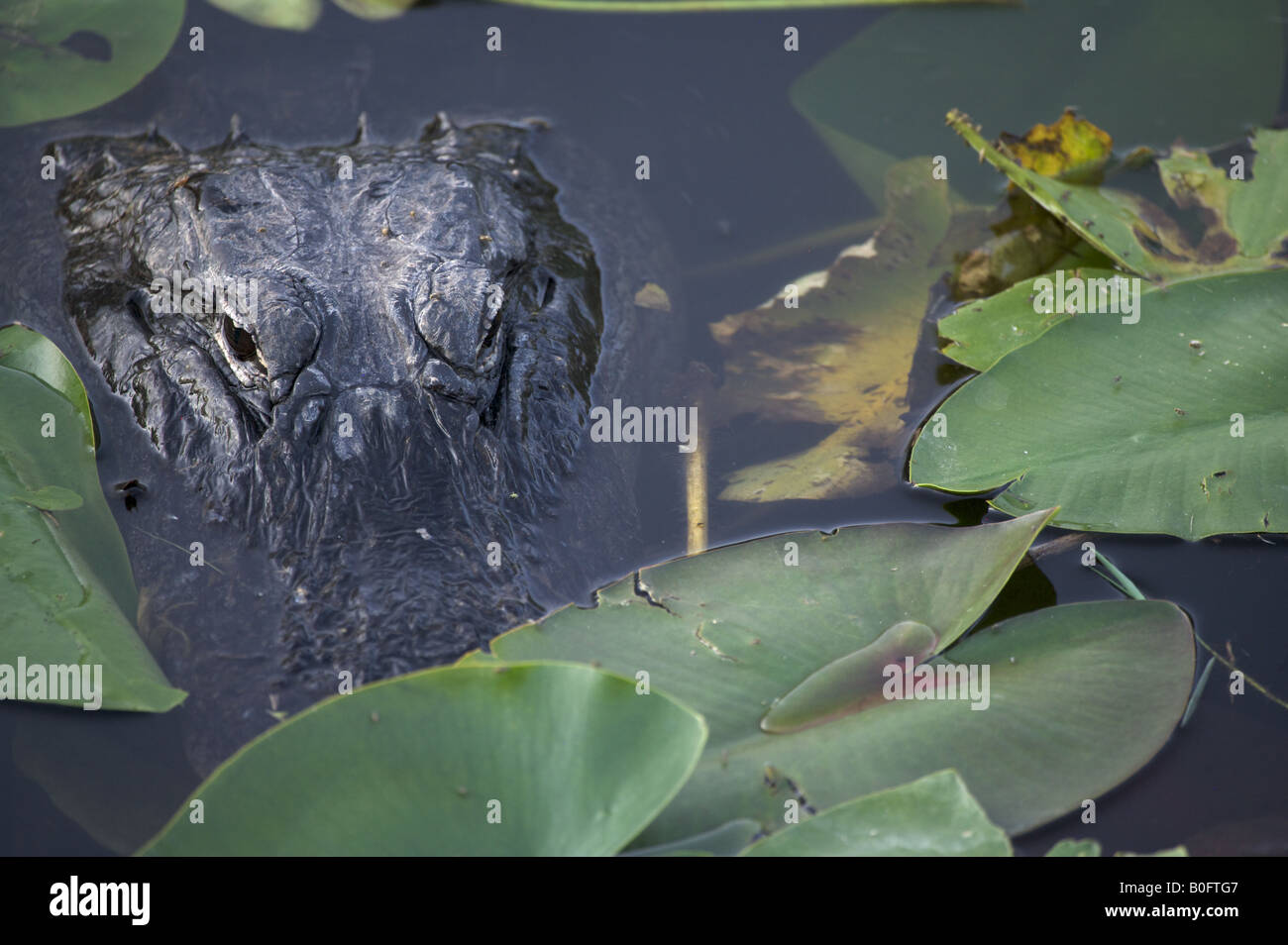 American Alligator with head just above surface and lilypadsAmerican ...
