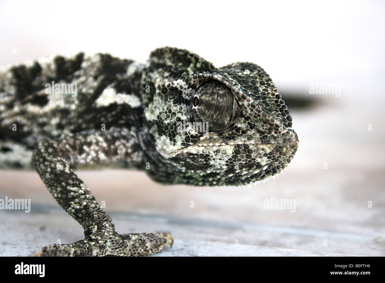 Lazy chameleon on the floor in Cyprus Stock Photo - Alamy