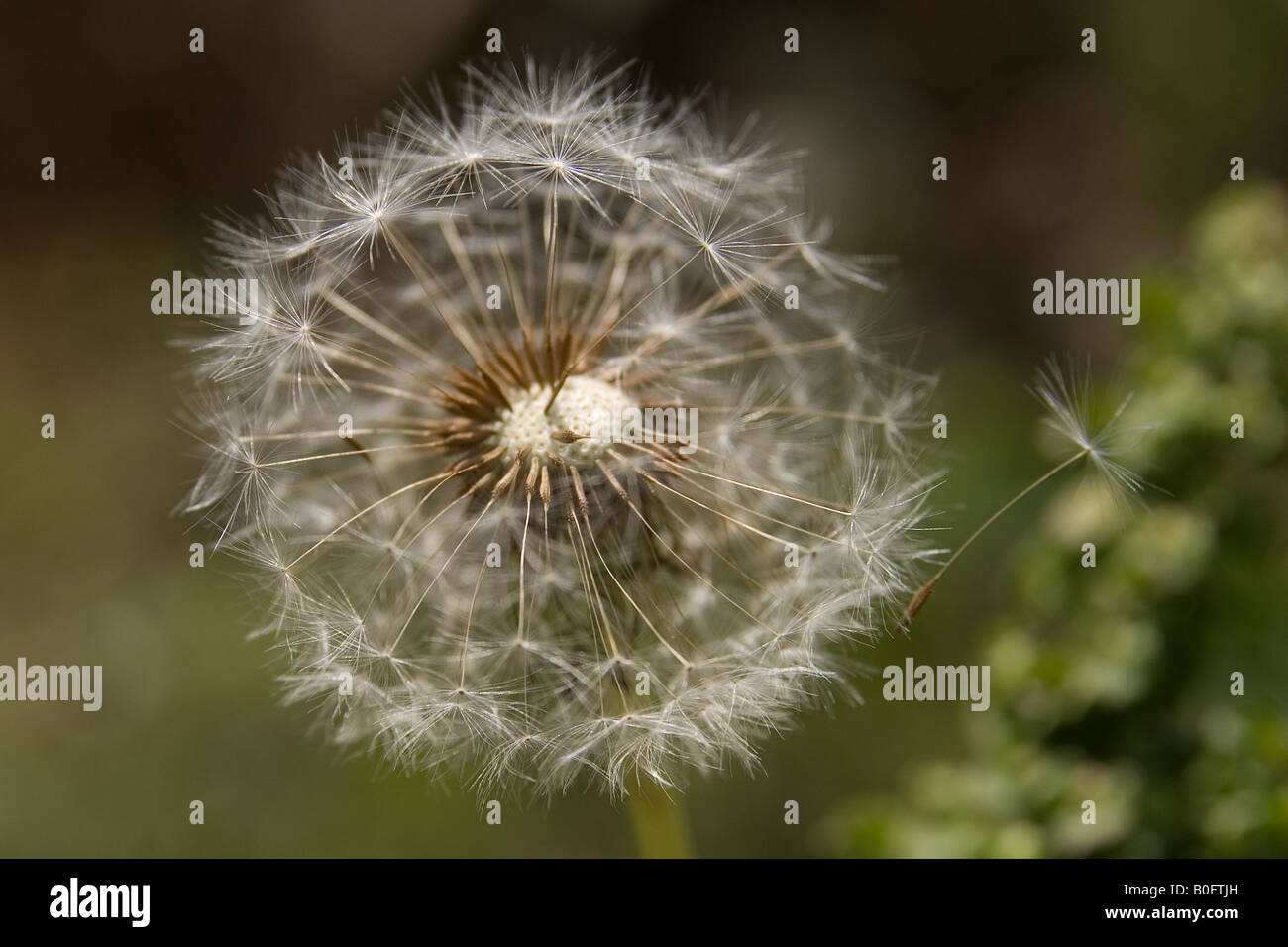 Shining dandelion hi-res stock photography and images - Alamy