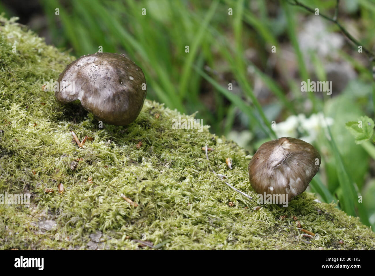 Pluteus fungi hi-res stock photography and images - Alamy