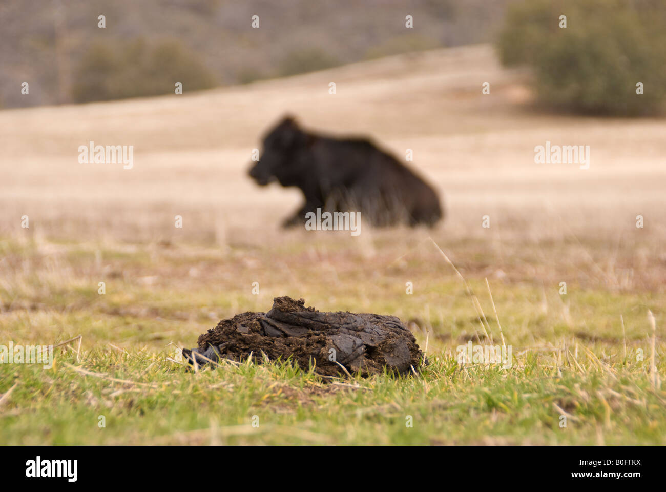Cowflop hi-res stock photography and images - Alamy