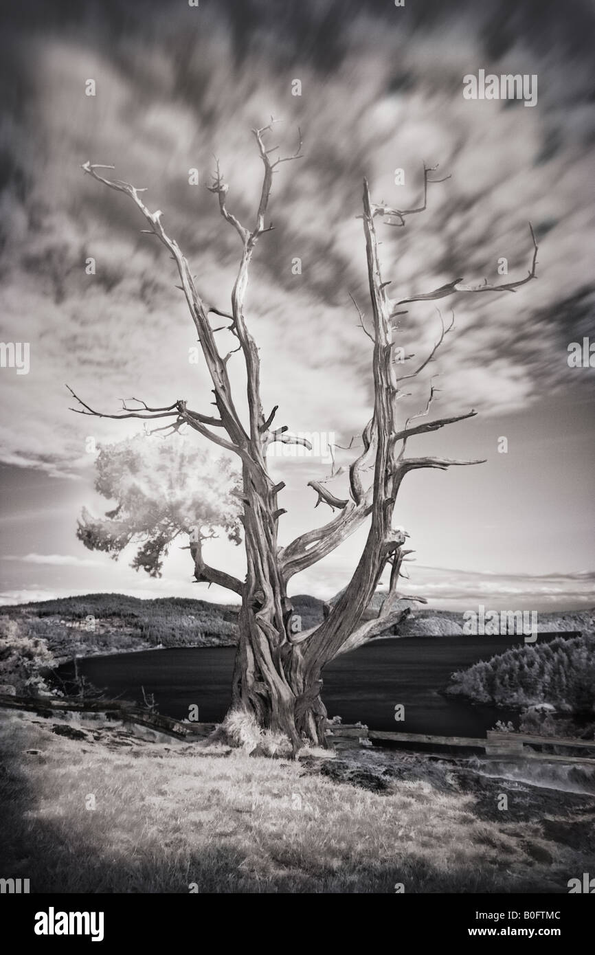 Infrared photo of old tree Stock Photo - Alamy