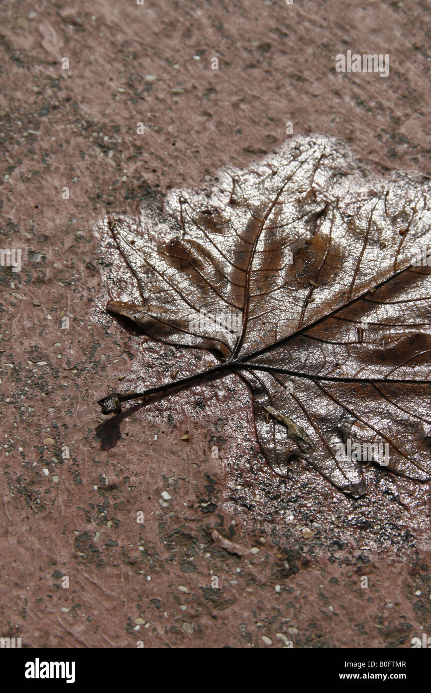 one single fallen leaf on wet road Stock Photo - Alamy