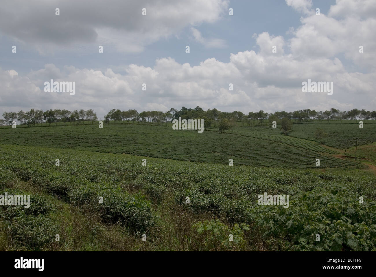 Tea Plantations on Highlands Stock Photo - Alamy