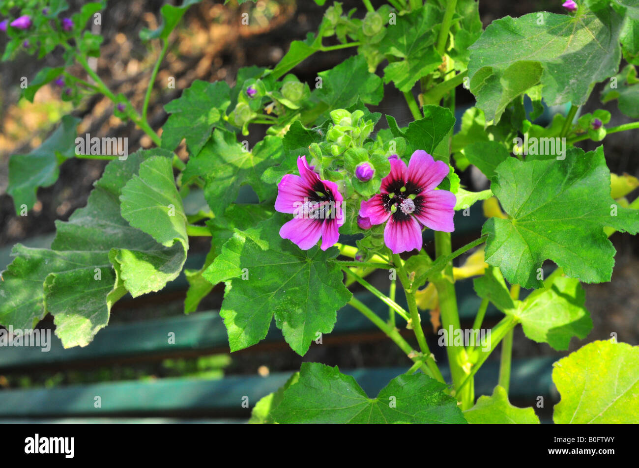 image of tree mallow Stock Photo - Alamy