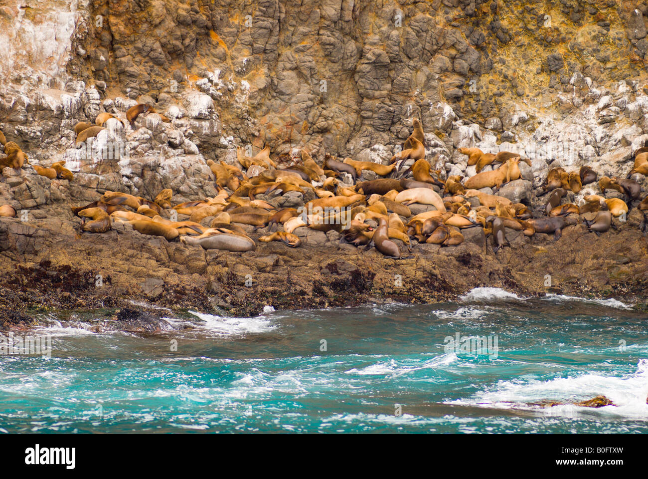 Sea lions at east Anacapa Island Channel Islands National Park ...