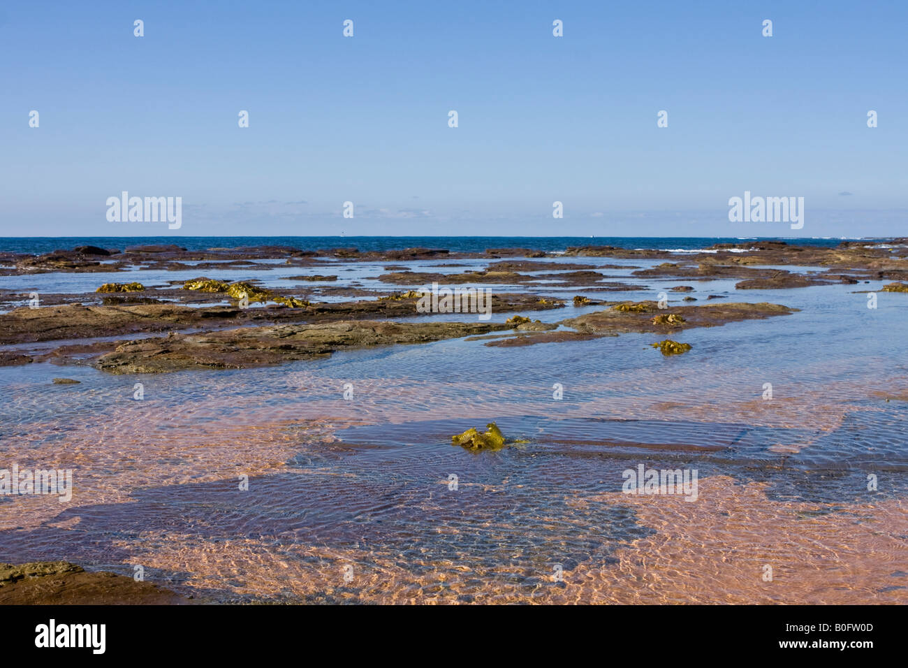 A rock shelf at Long Reef Aquatic Reserve in NSW, Australia Stock Photo ...