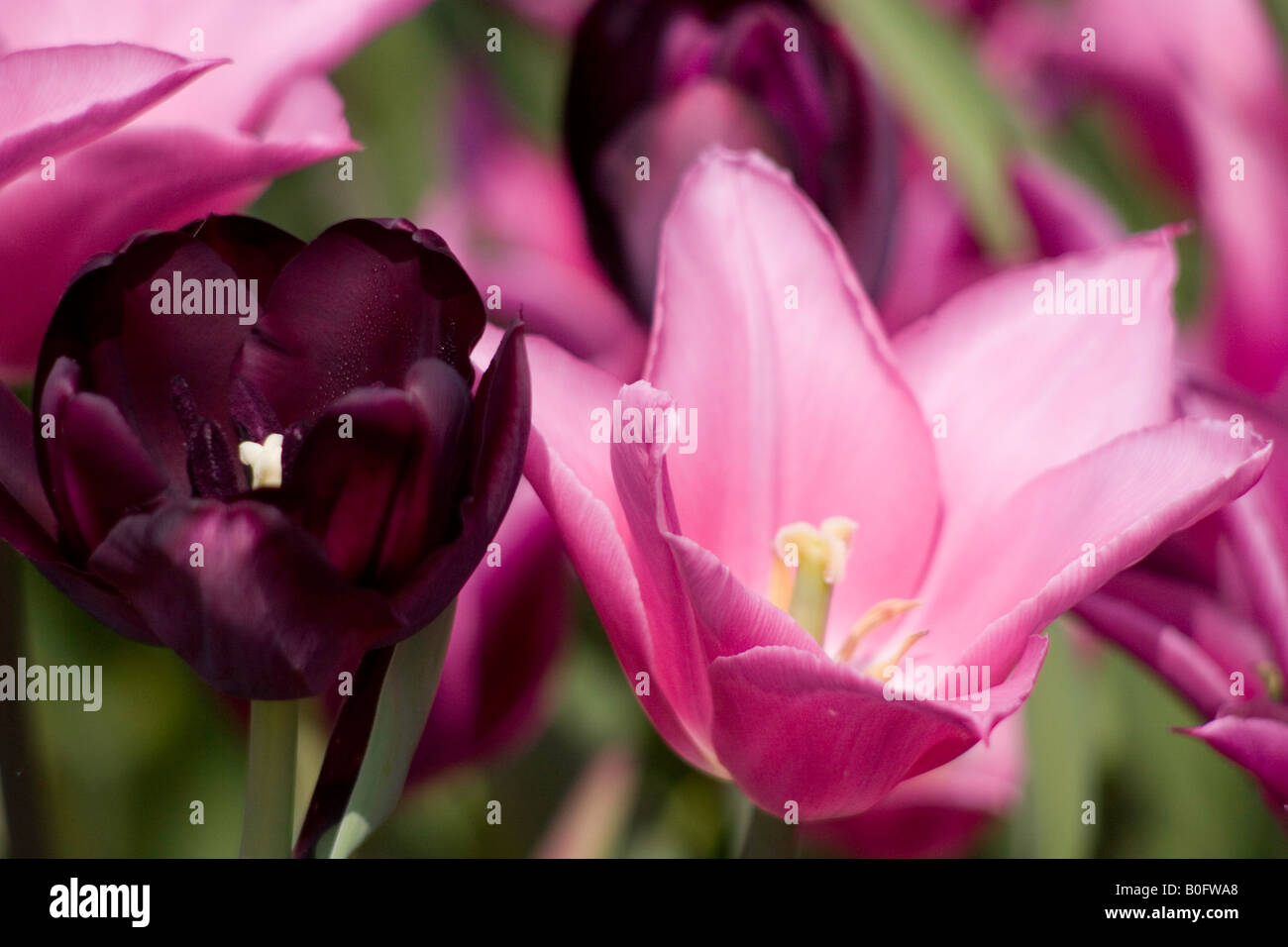 Dark purple tulip flower hi-res stock photography and images - Alamy
