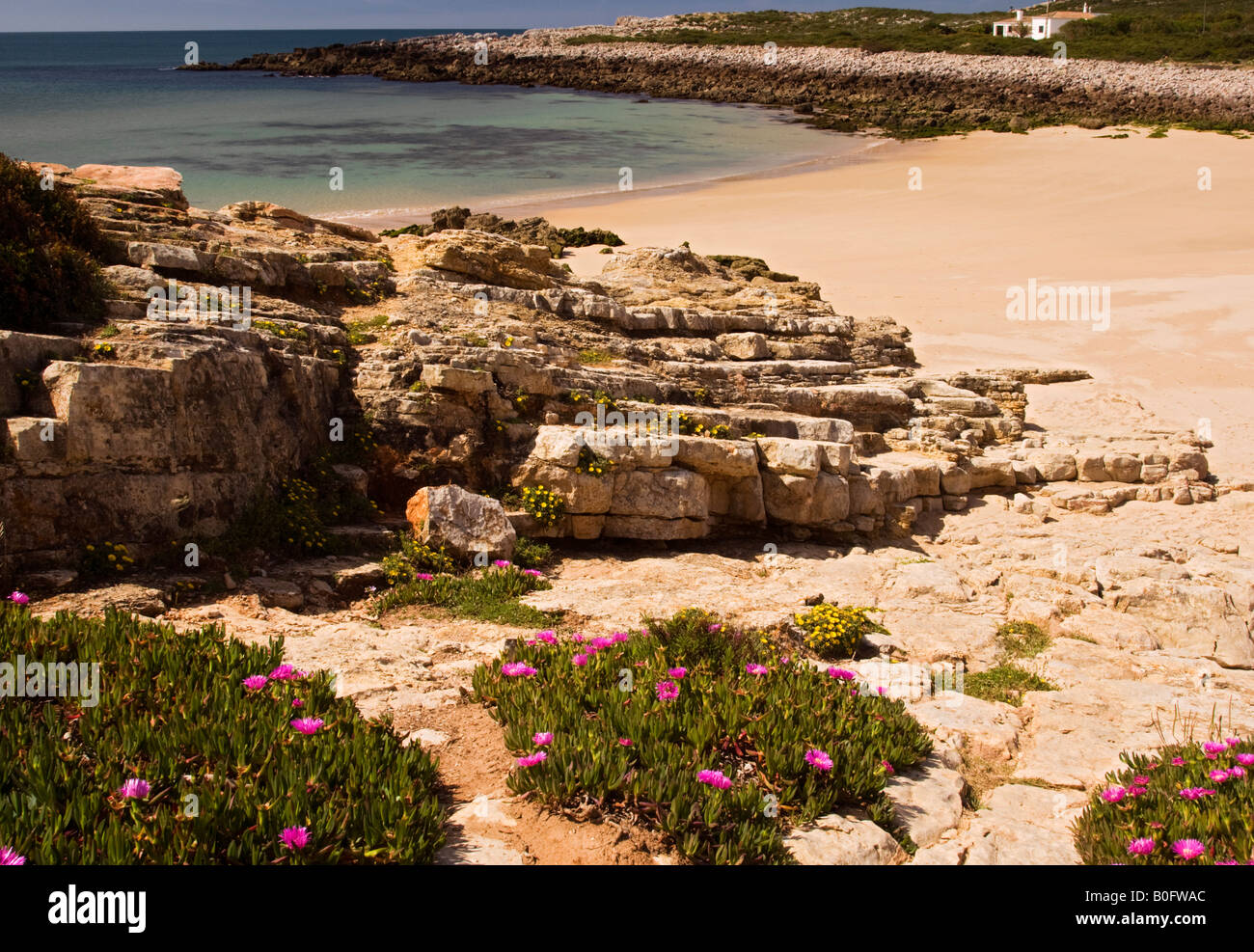 Sea rocks and flowers,Portugal,Europe Stock Photo - Alamy