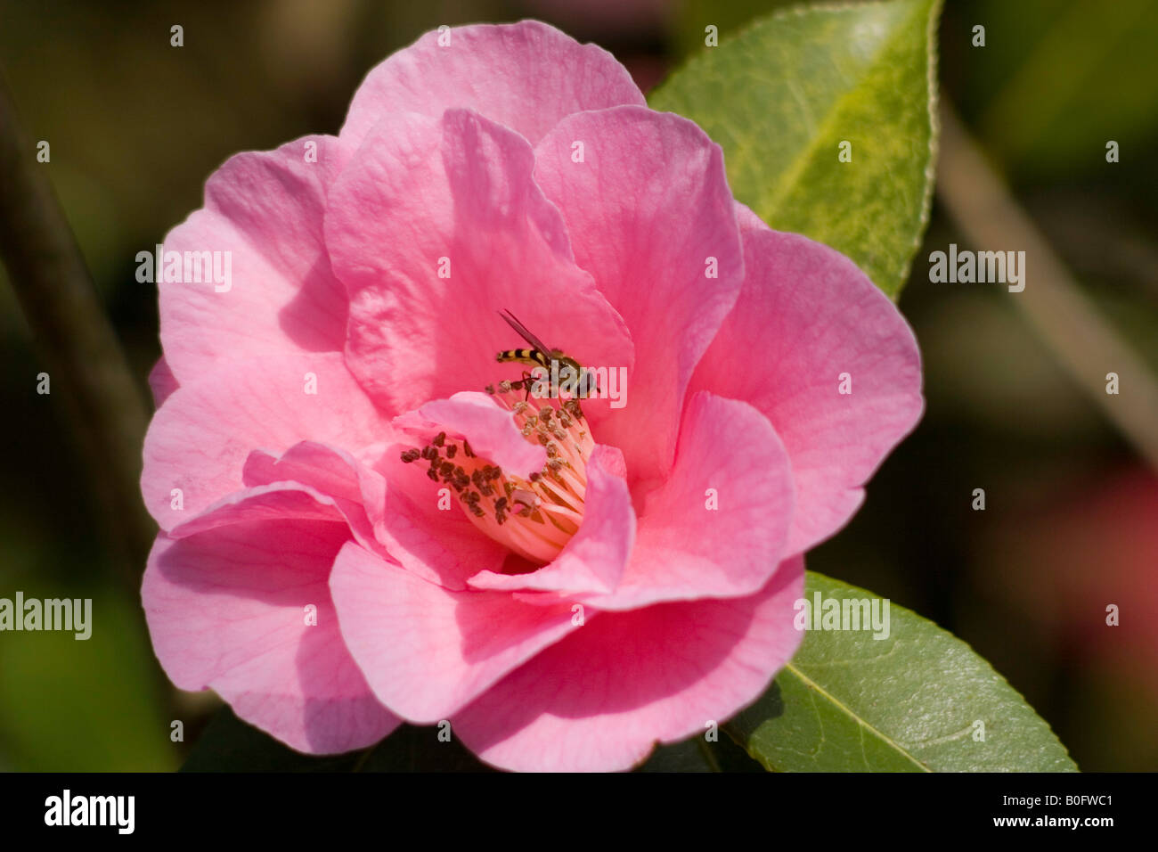 Pink Camellia with Hoverfly gathering pollen Stock Photo - Alamy