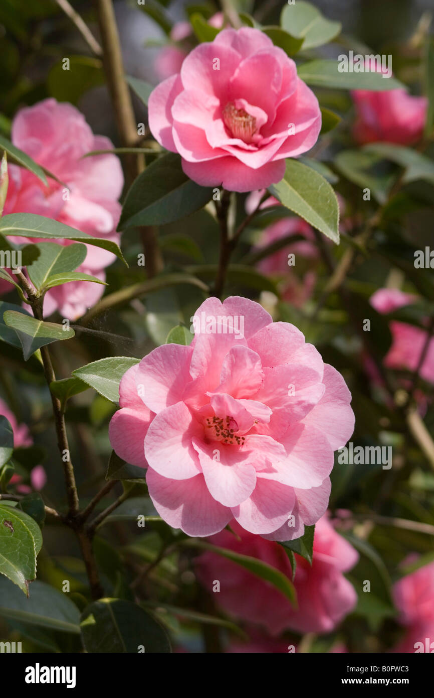 Soft focus camellia hi-res stock photography and images - Alamy