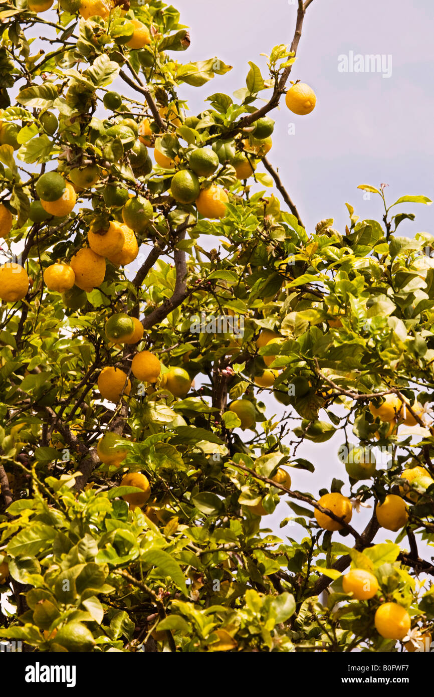 Lemon growing on lemon tree,Portugal.Europe Stock Photo - Alamy