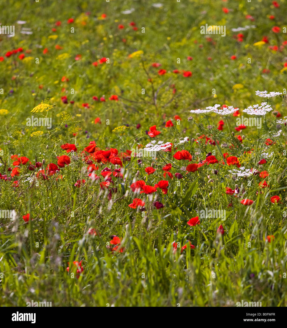 Poppy growing in the field,Portugal,Europe Stock Photo - Alamy