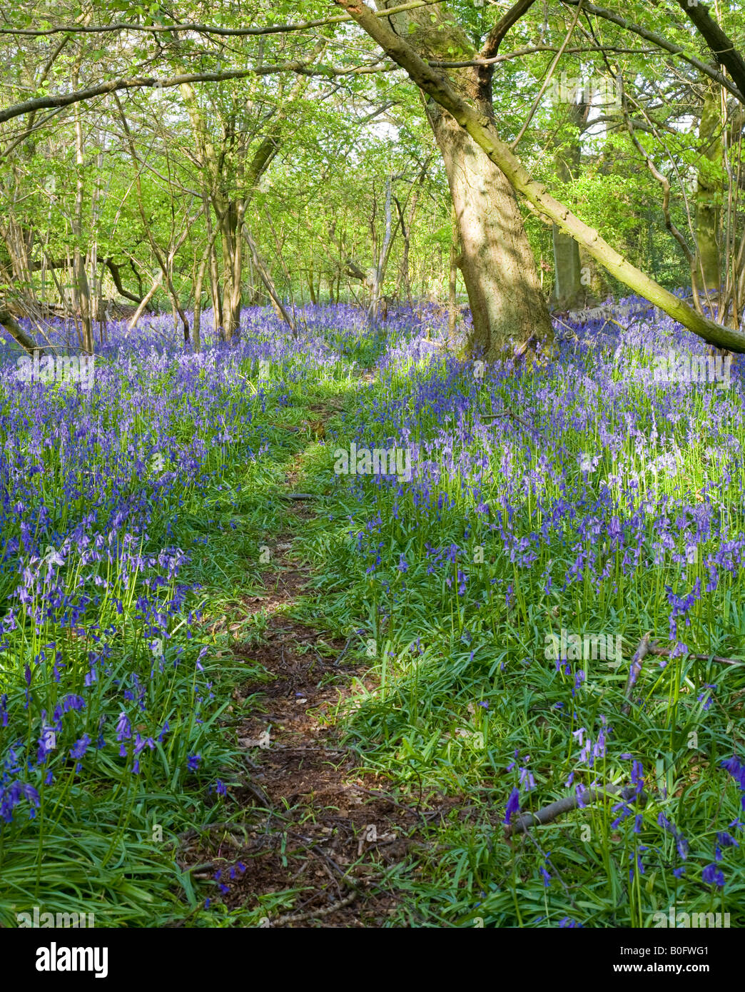 Surrey ancient woodland hi-res stock photography and images - Alamy