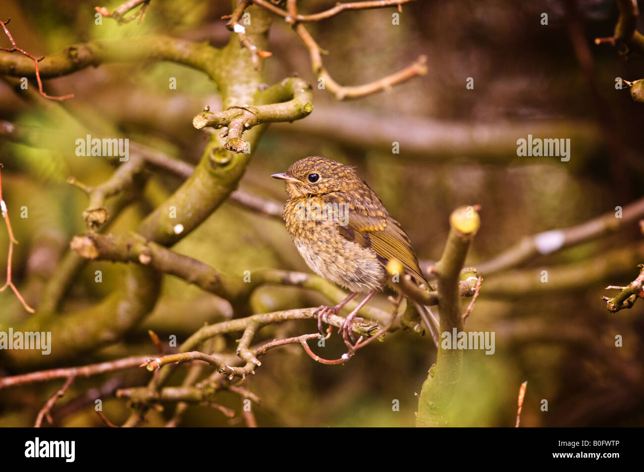 Fledgeling European Robin in hedge Stock Photo - Alamy