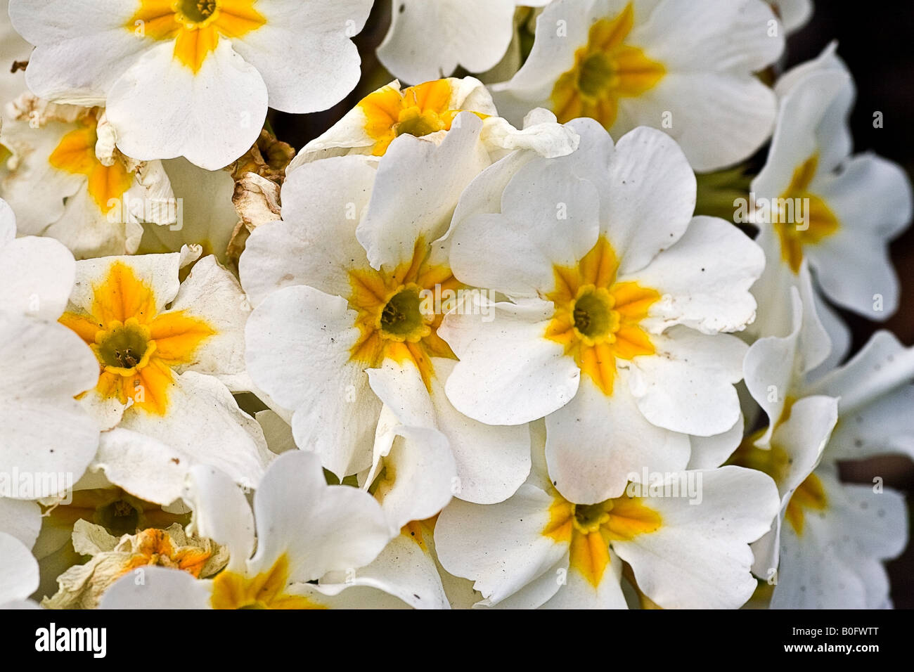 Primrose Cottage Cream Stock Photo - Alamy