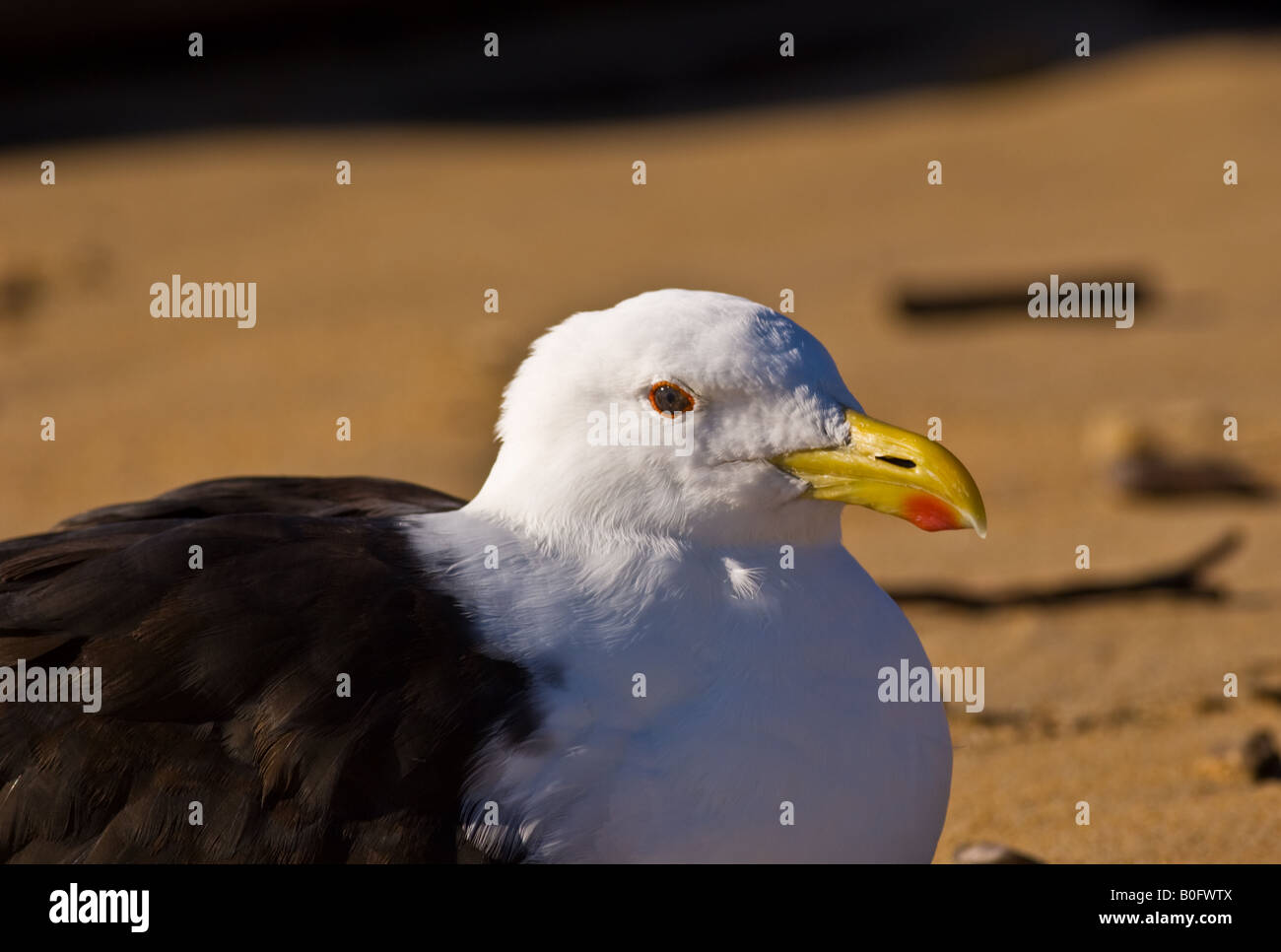 Kelp gull south africa hi-res stock photography and images - Alamy