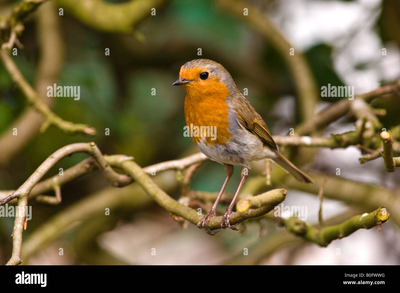 European Robin on copper beech hedge Stock Photo - Alamy