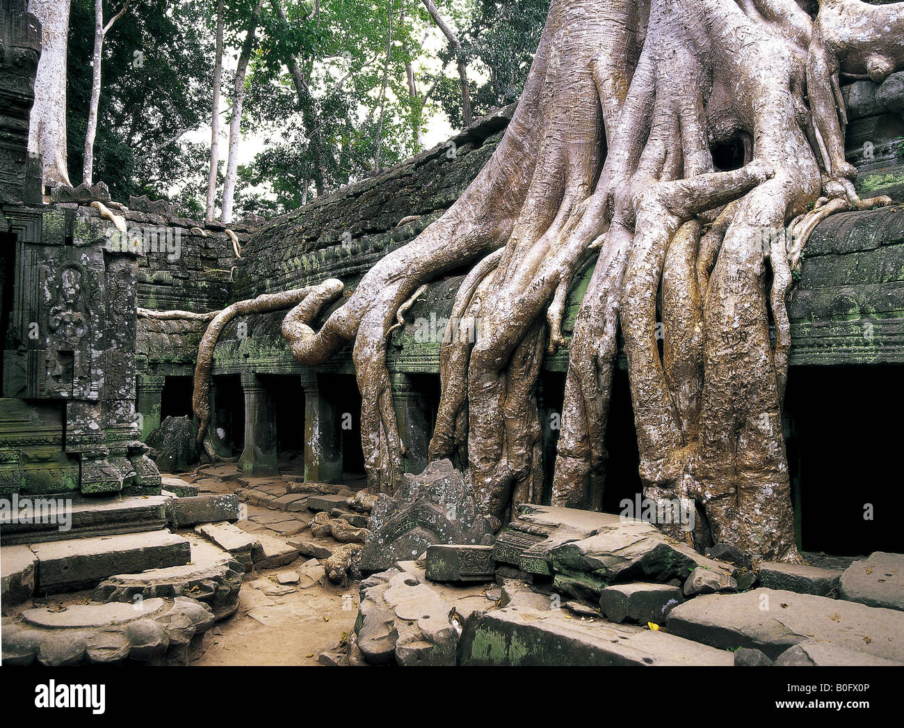 Giant kapok tree root covering Ta Phrom Temple at Angkor Wat Cambodia ...