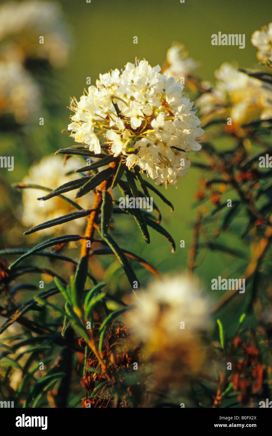 Bog labrador tea hi-res stock photography and images - Alamy
