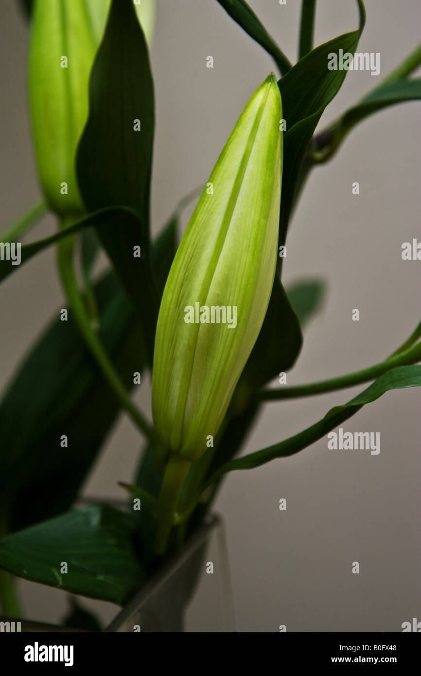Lily pod hi-res stock photography and images - Alamy