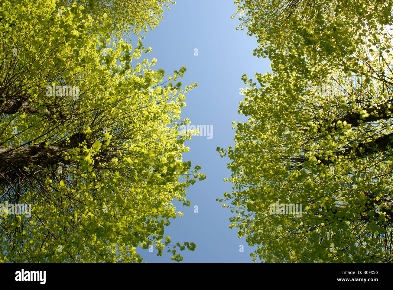 The fresh leaves of the trees glow in the sunlight hi-res stock ...