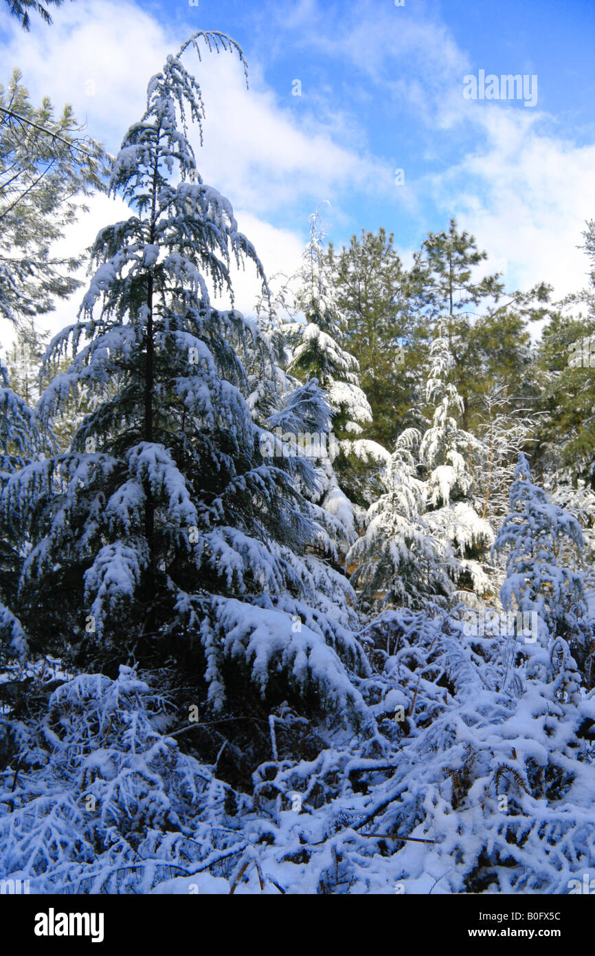 Fir trees snow hi-res stock photography and images - Alamy
