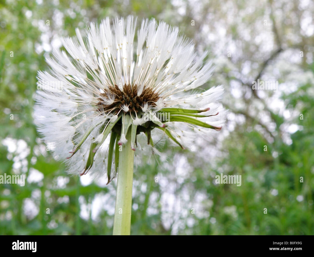 fluffy flower head of dandelion, blowball Stock Photo - Alamy