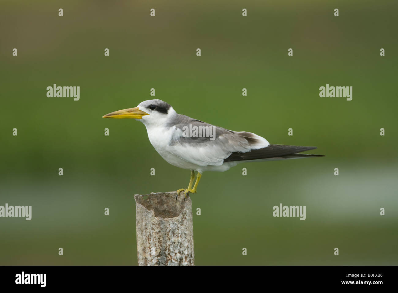 Large-billed Tern Phaetusa simplex on a post Stock Photo - Alamy