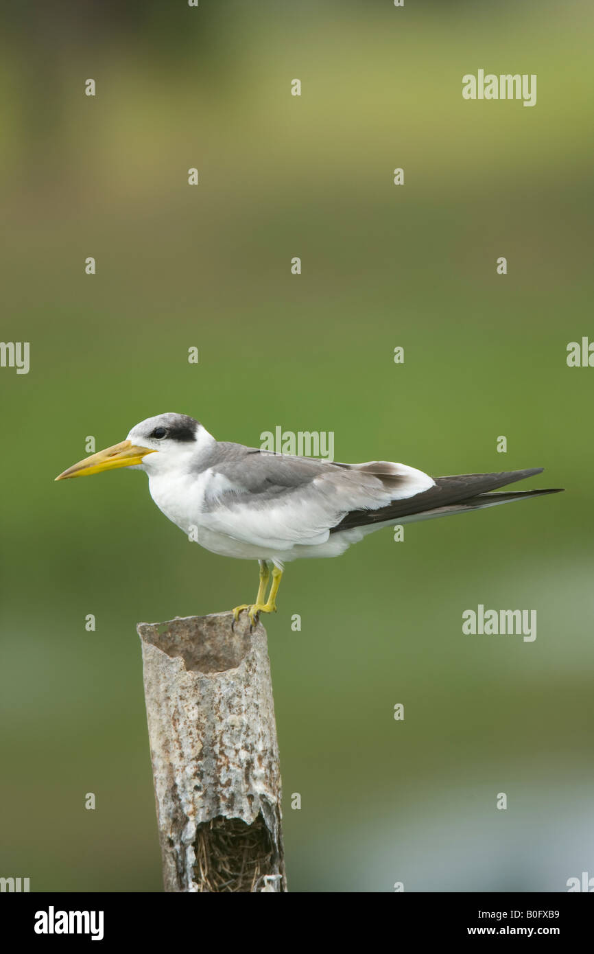 Large-billed Tern Phaetusa simplex on a post Stock Photo - Alamy