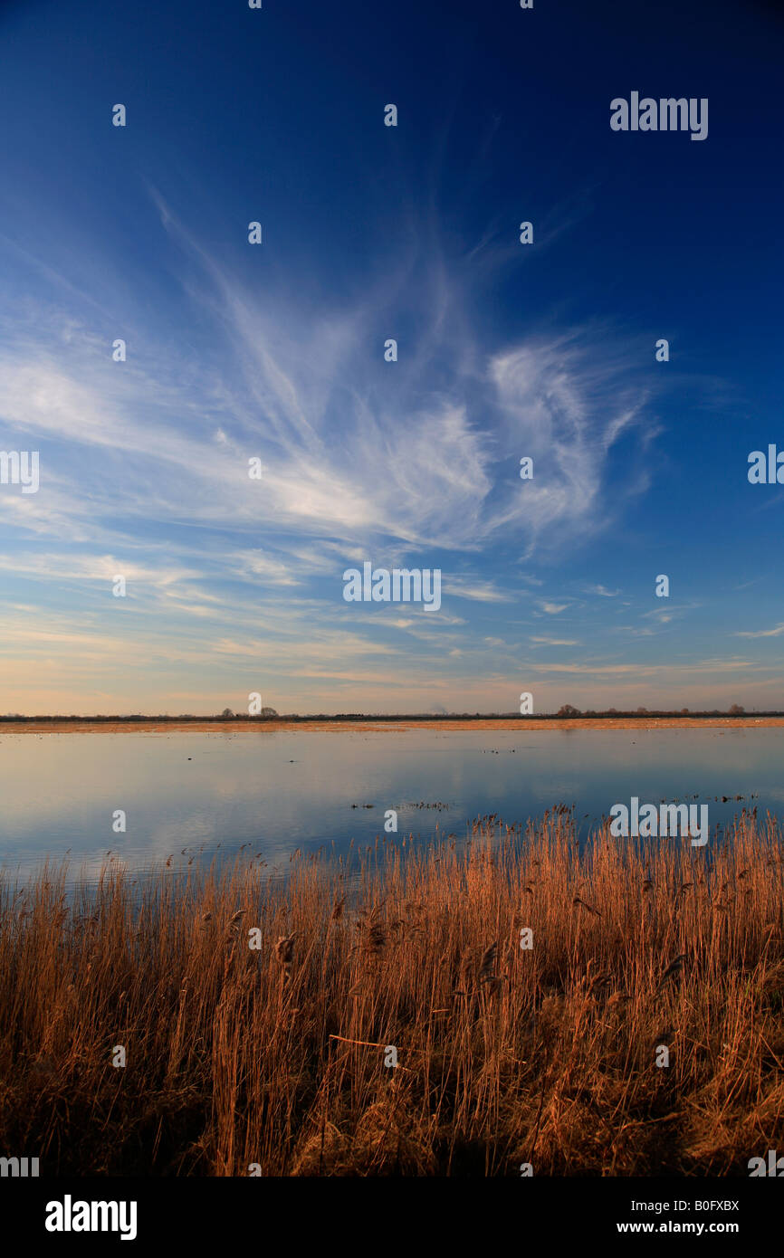 Winter Reedbeds Landscape WWT Welney Washes National Bird Reserve ...