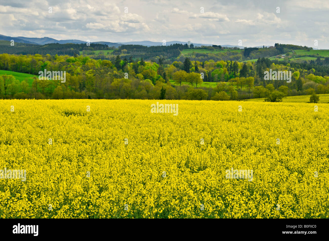 Rapeseed field in bloom Stock Photo - Alamy