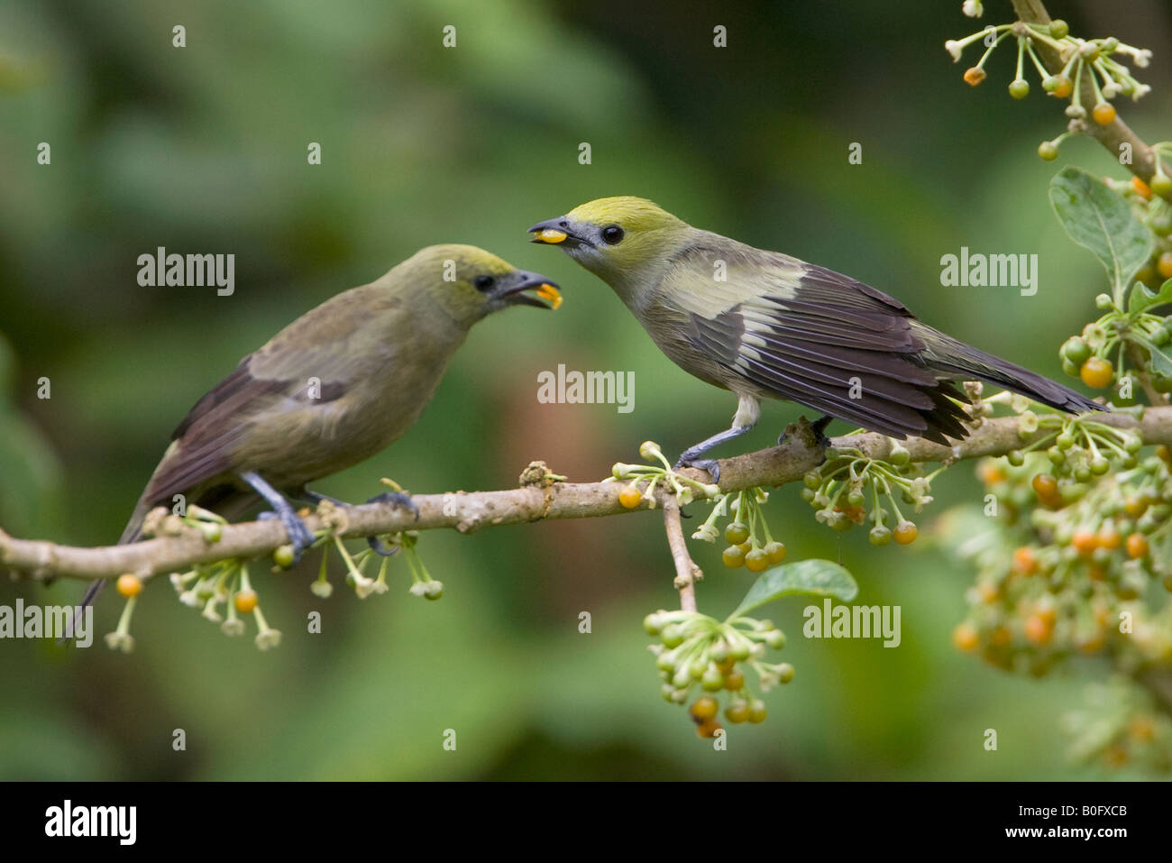 Palm Tanager Thraupis palmarum Stock Photo - Alamy
