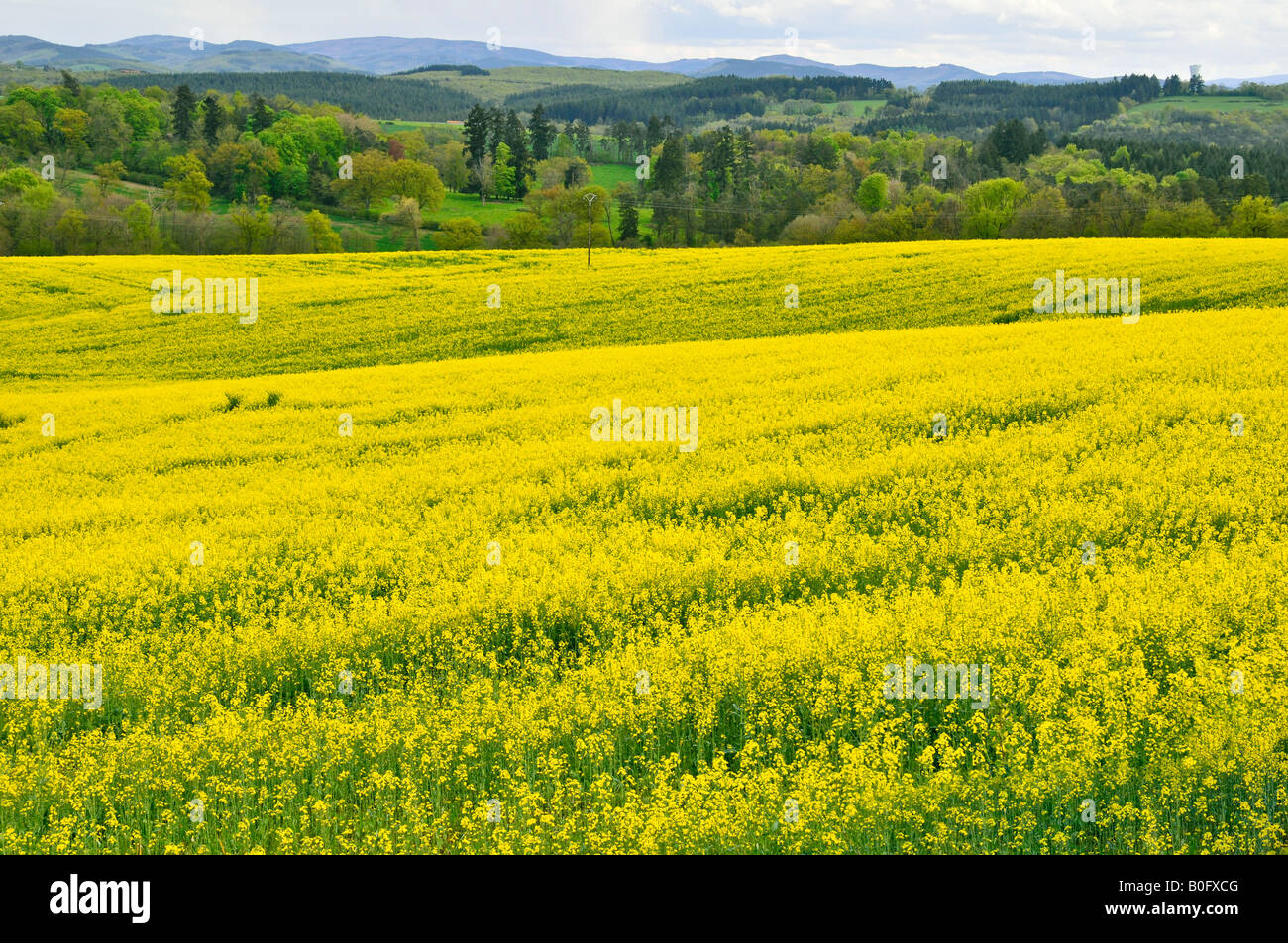 Rapeseed field in bloom Stock Photo - Alamy