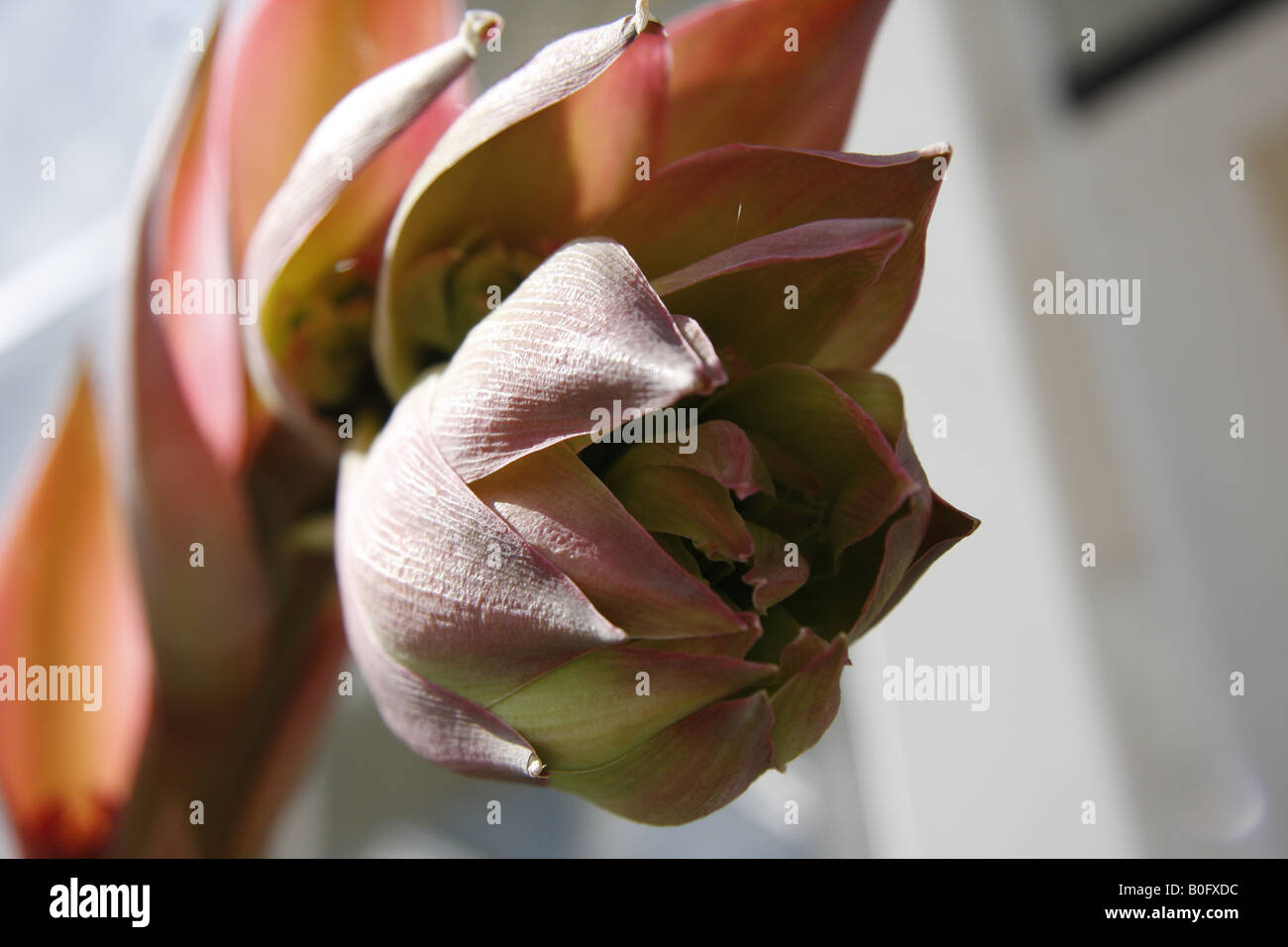 Unknown Tropical Flower Stock Photo - Alamy