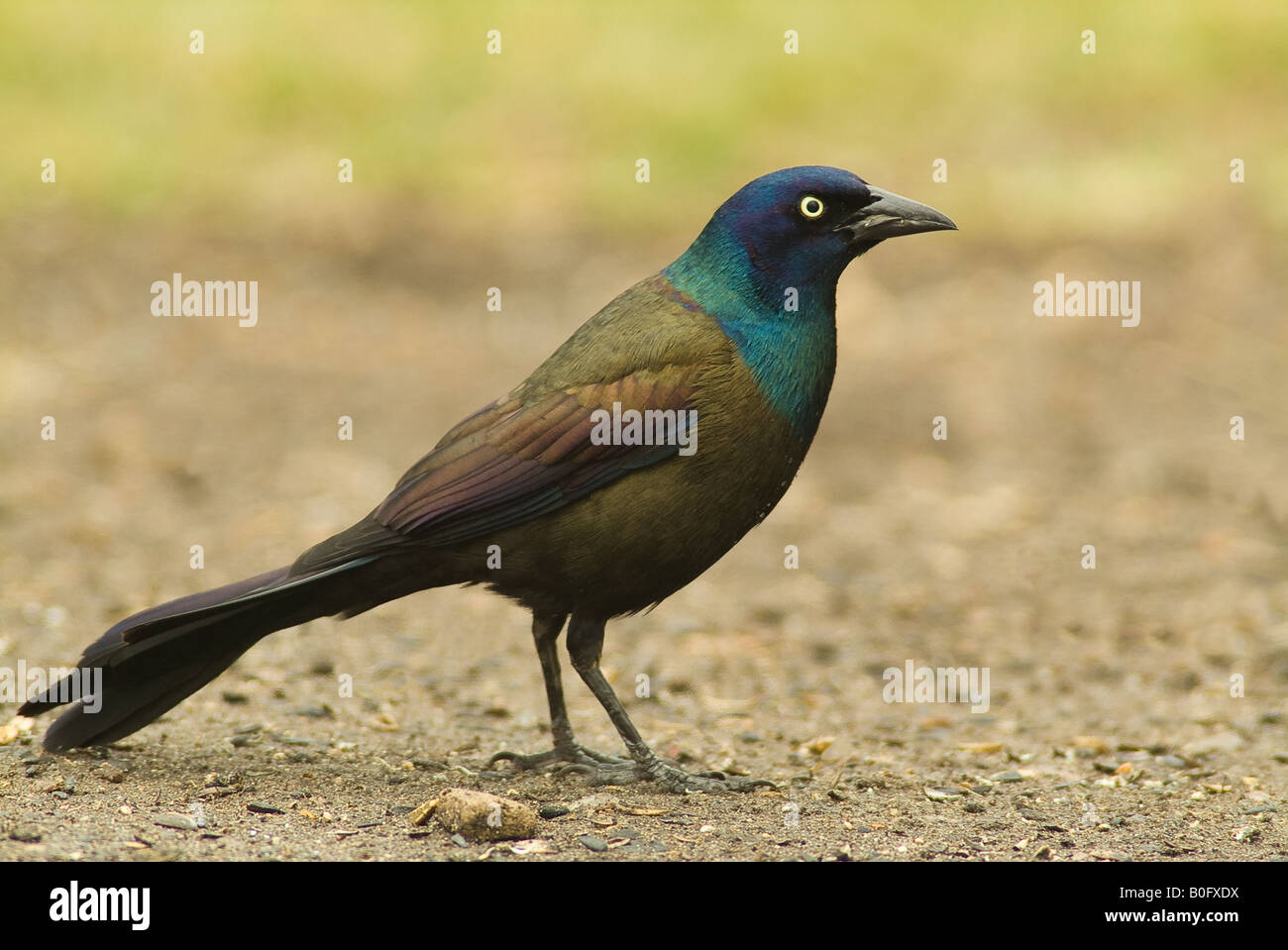 A common grackle surveys its' surroundings after landing on the ground ...