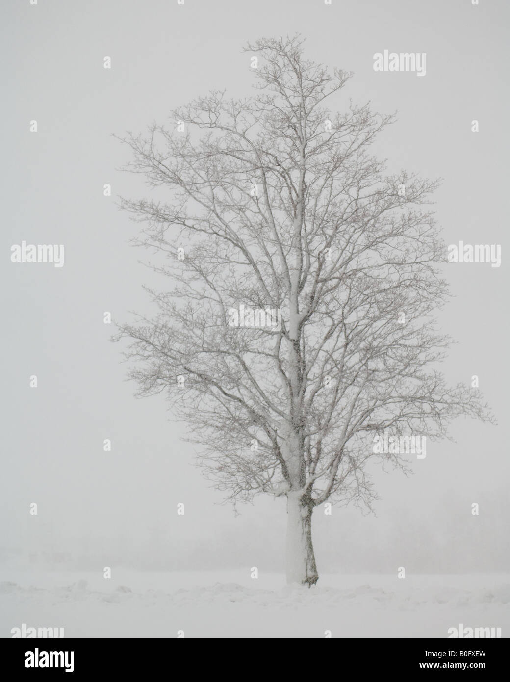 Blasted tree hi-res stock photography and images - Alamy