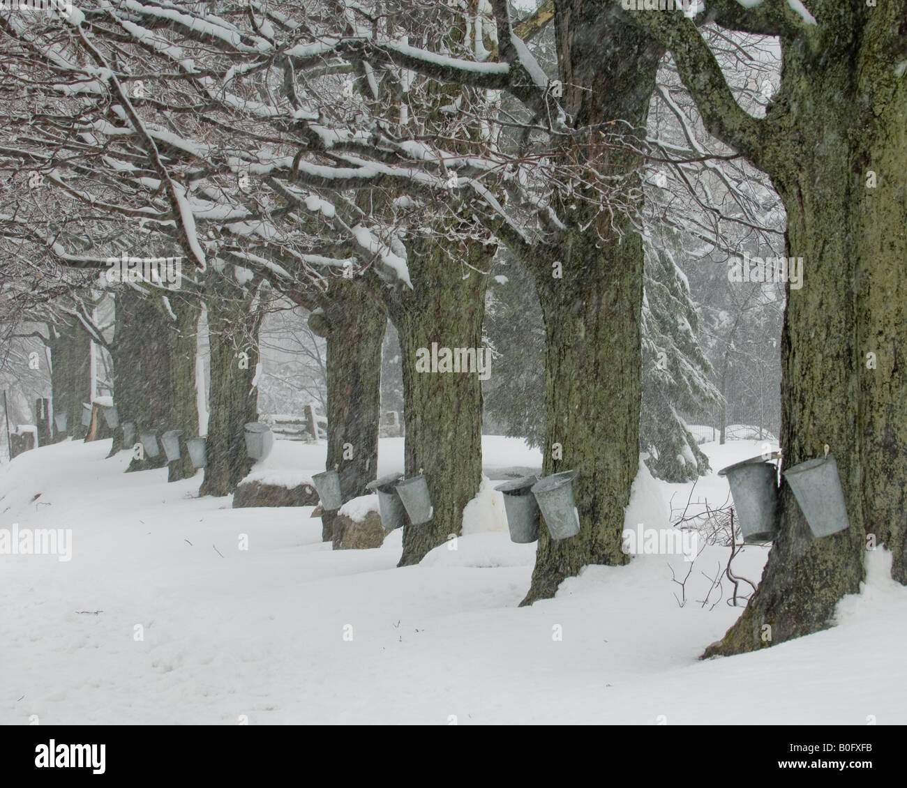 A row of mature maple trees is tapped for its' sap to be refined into ...