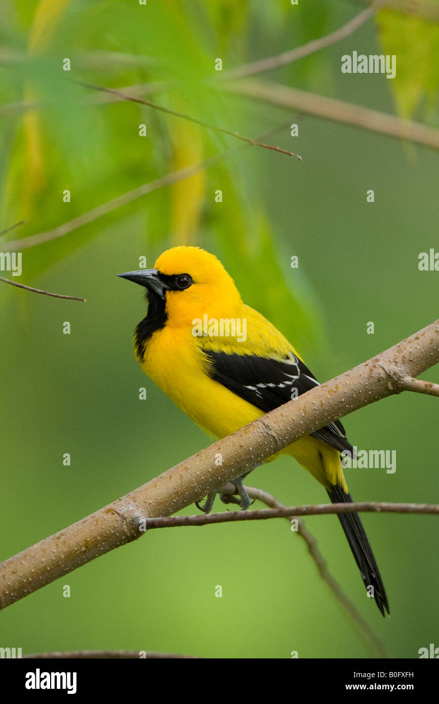 Yellow Oriole Icterus nigrogularis Stock Photo - Alamy