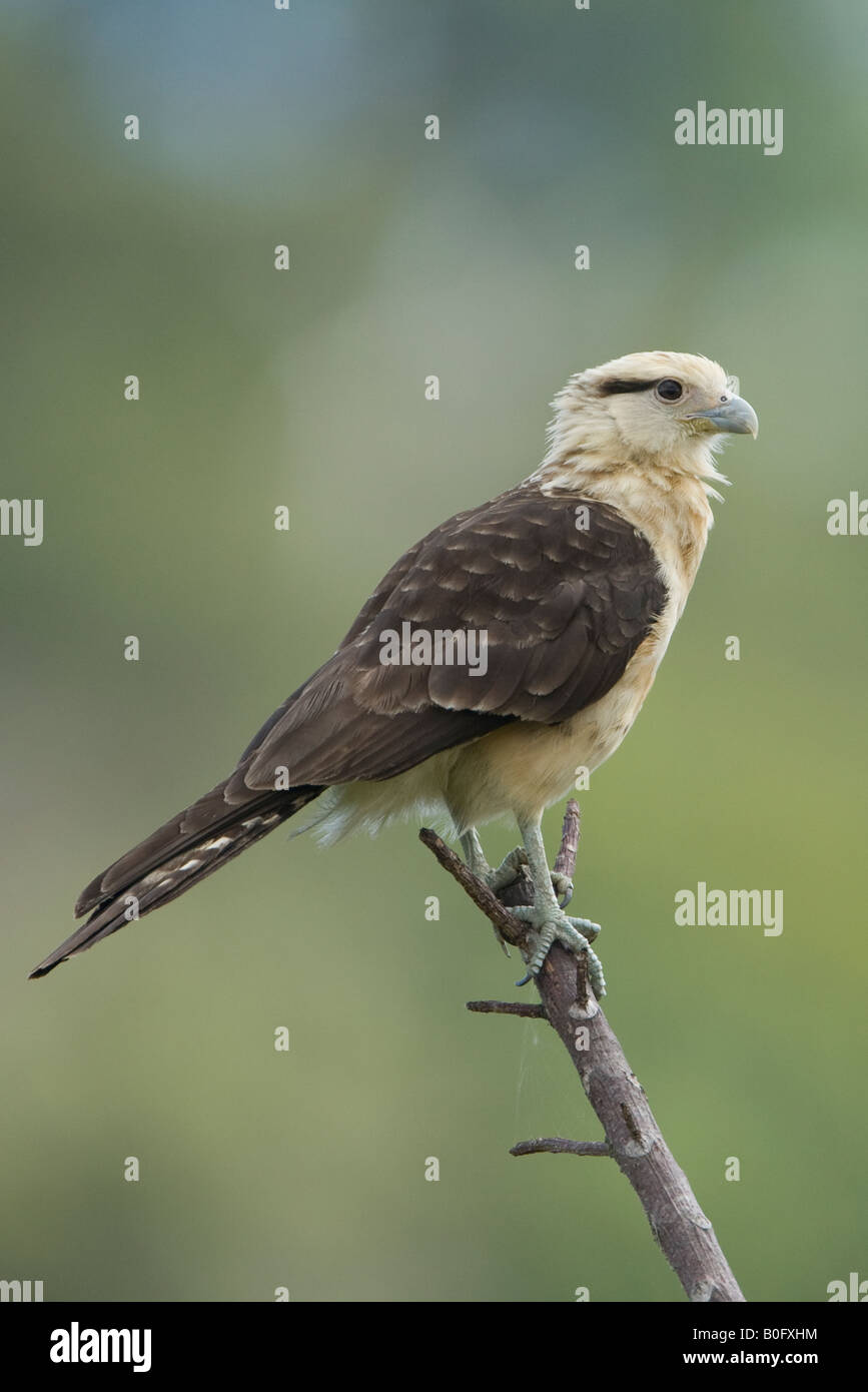 Yellow-headed Caracara Milvago chimachima Stock Photo - Alamy
