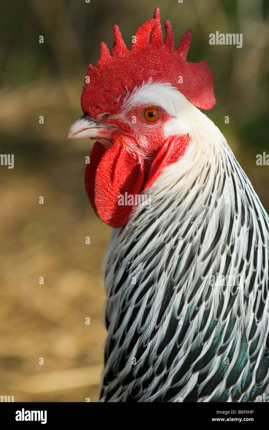 Light sussex cockerel hi-res stock photography and images - Alamy