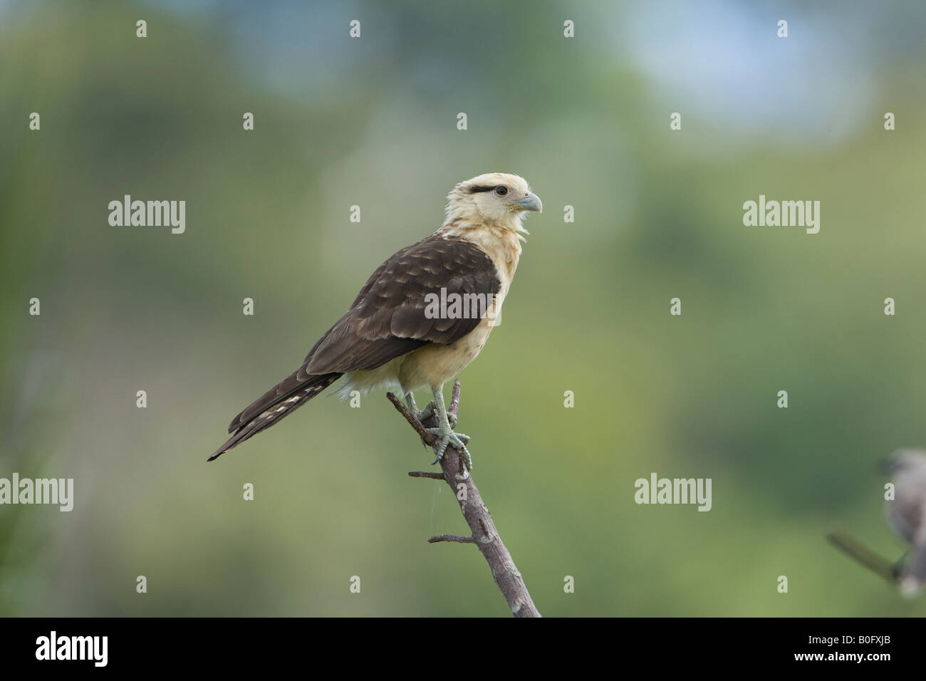 Yellow-headed Caracara Milvago chimachima Stock Photo - Alamy