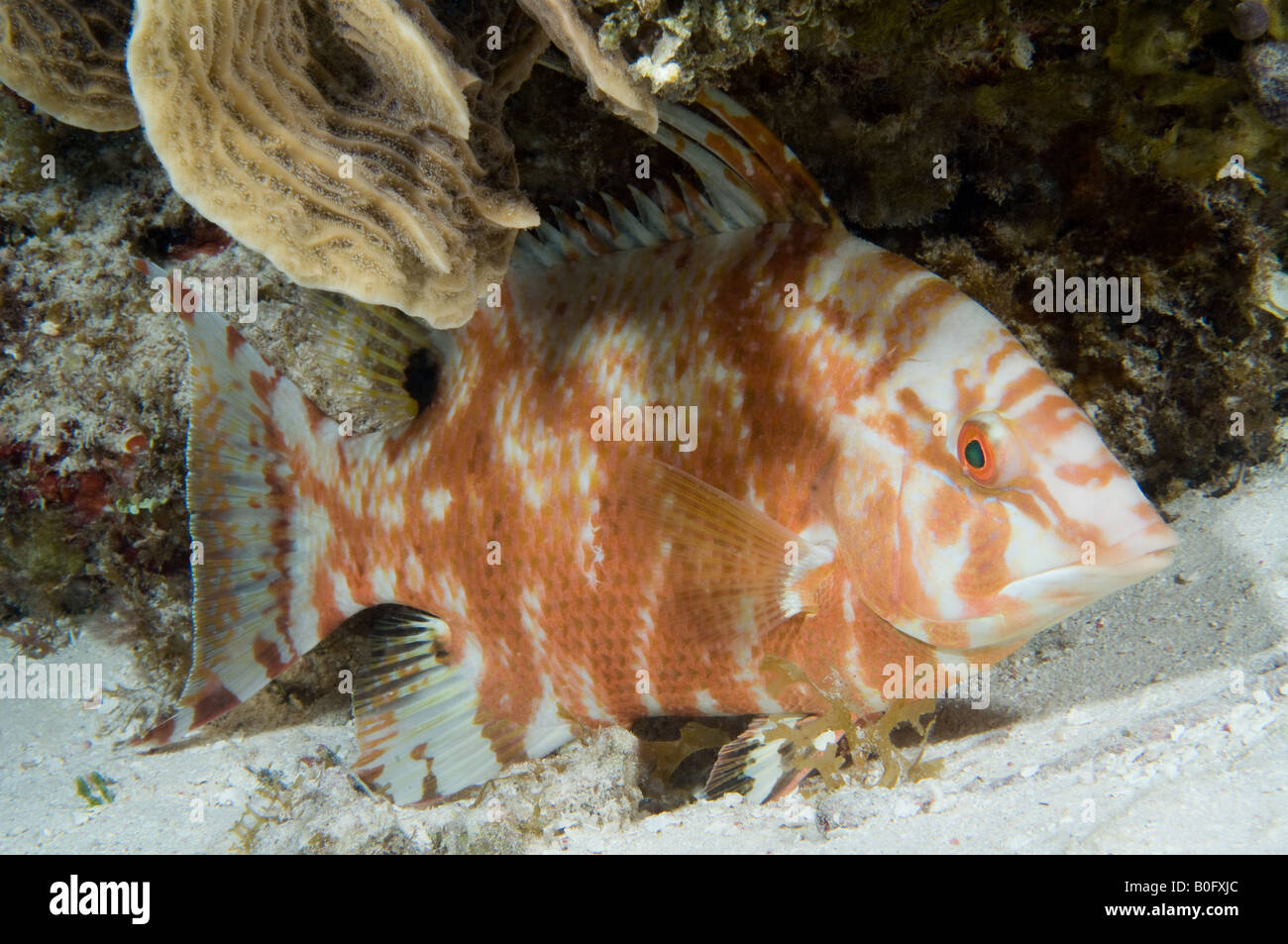 A young Hogfish in its' mottled phase rests under a coral overhang ...