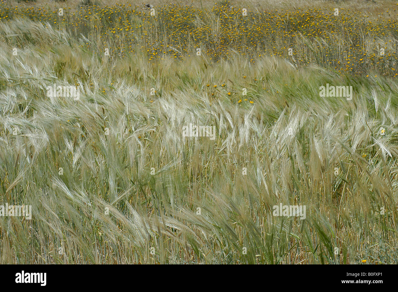 The Berber village of Agoudal hight Atlas Maroc Stock Photo - Alamy