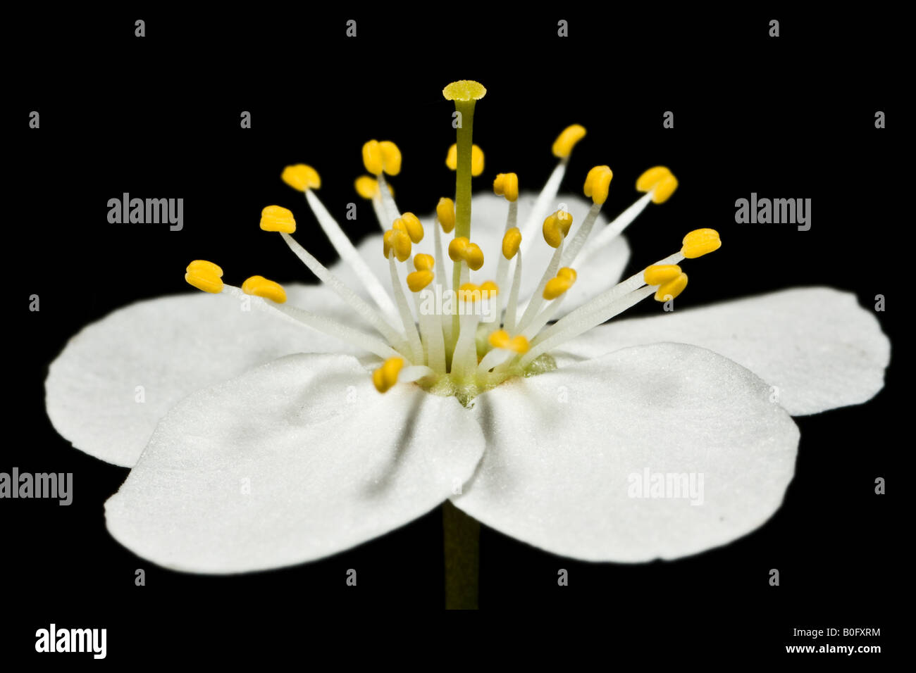 flower, stamens, stigma Stock Photo - Alamy