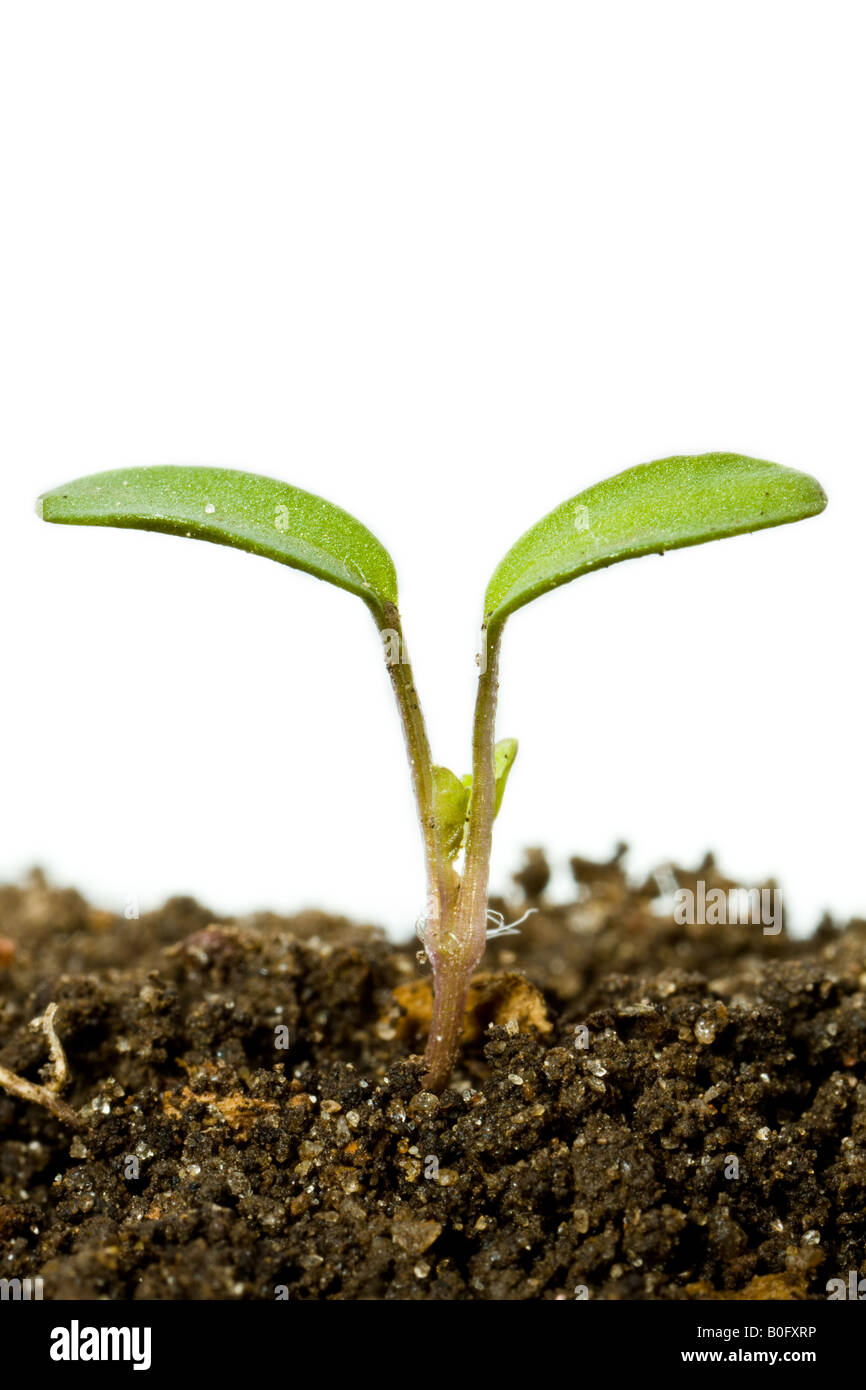 a sprouting sprout Stock Photo - Alamy