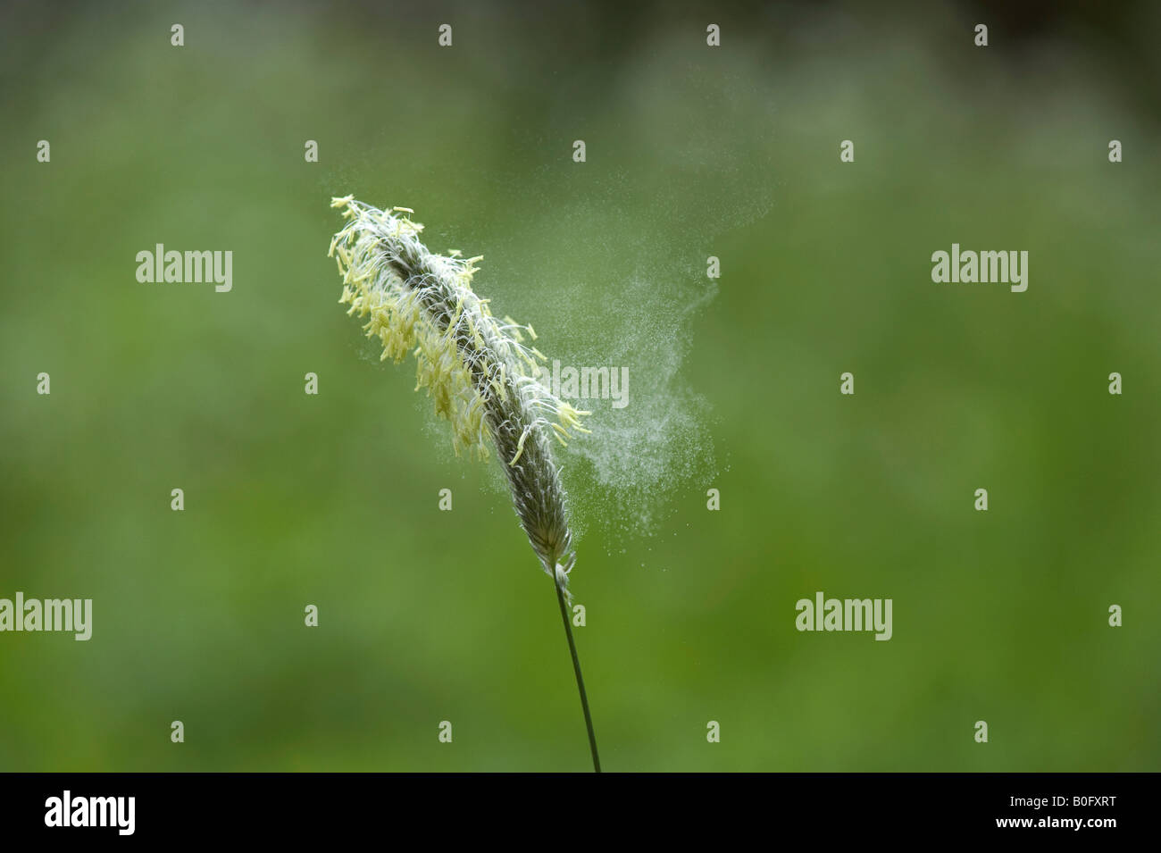 Pollen being released from a grass seed head in the English countryside ...
